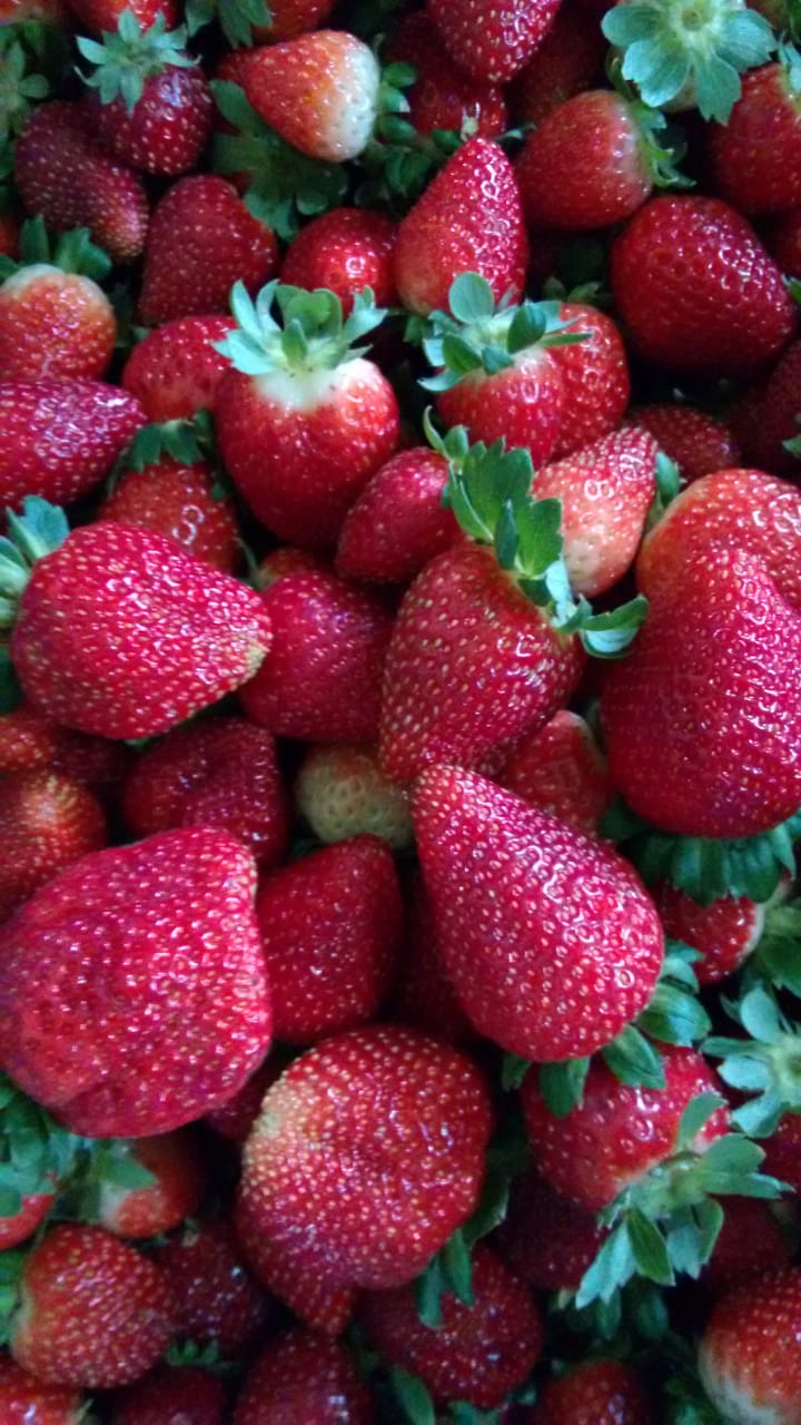 Família Harff planta deliciosos morangos que são distribuídos para ...